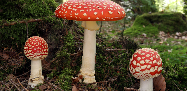 Wikimedia Commons - APKZ